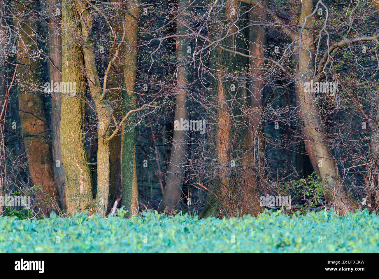 Beech tree (Fagus sylvatica), woodland in spring, Germany Stock Photo ...