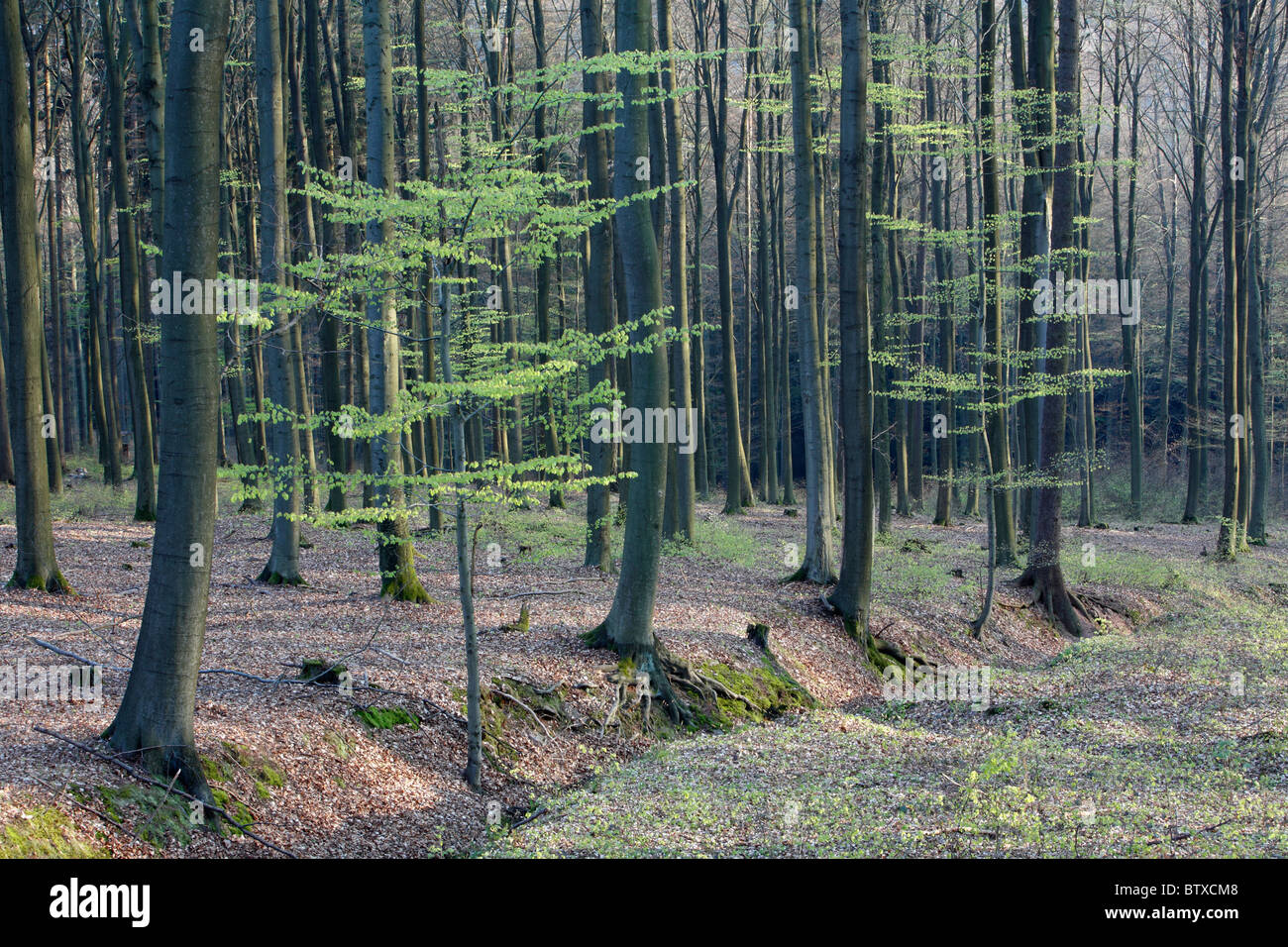 Beech tree (Fagus sylvatica), woodland in spring, Germany Stock Photo ...