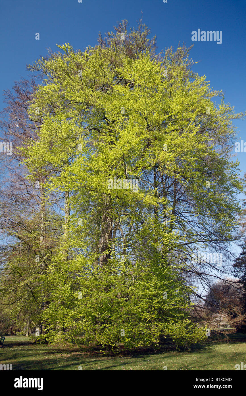 Seasons beech tree hi-res stock photography and images - Alamy