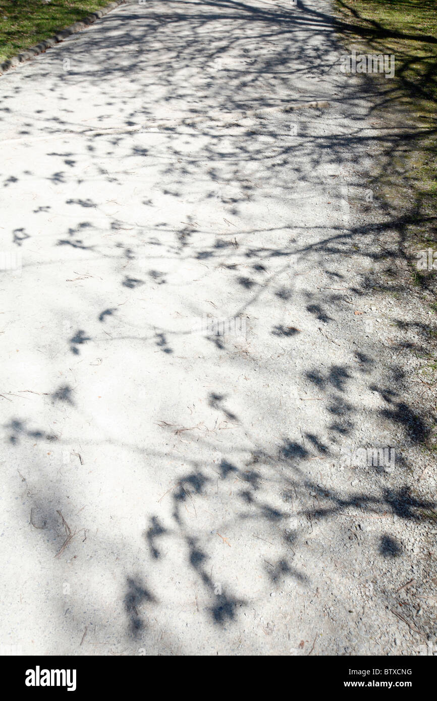 Path and shadows of branches hi-res stock photography and images - Alamy