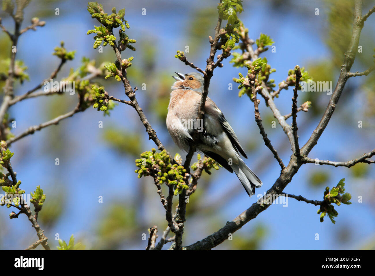 Singing chaffinch hi-res stock photography and images - Alamy