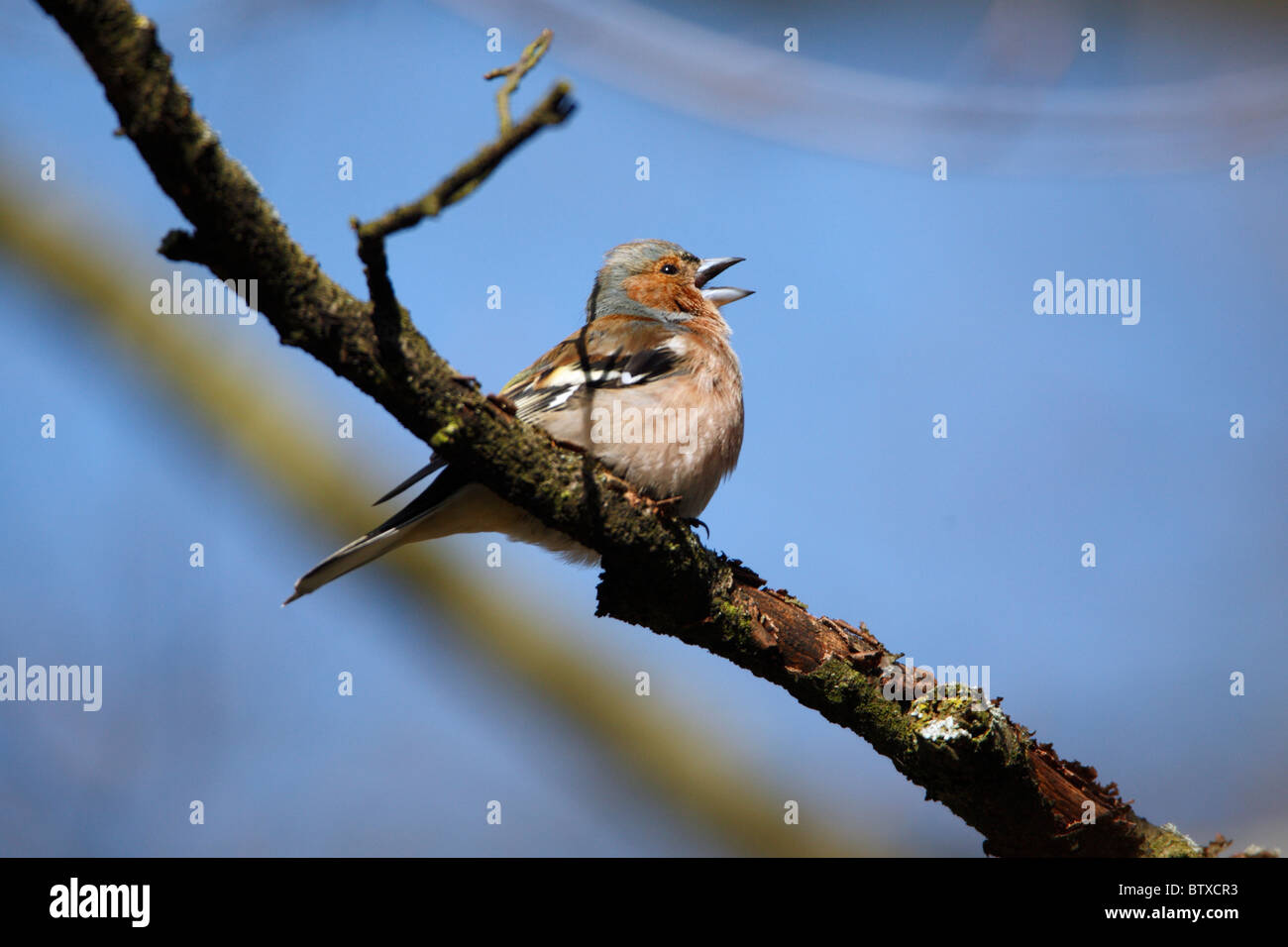 Singing chaffinch hi-res stock photography and images - Alamy