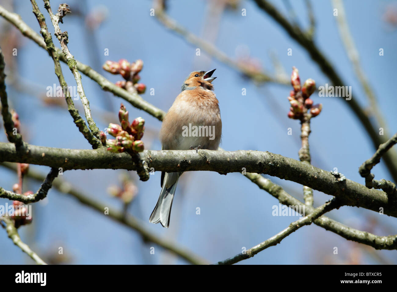 Singing chaffinch hi-res stock photography and images - Alamy