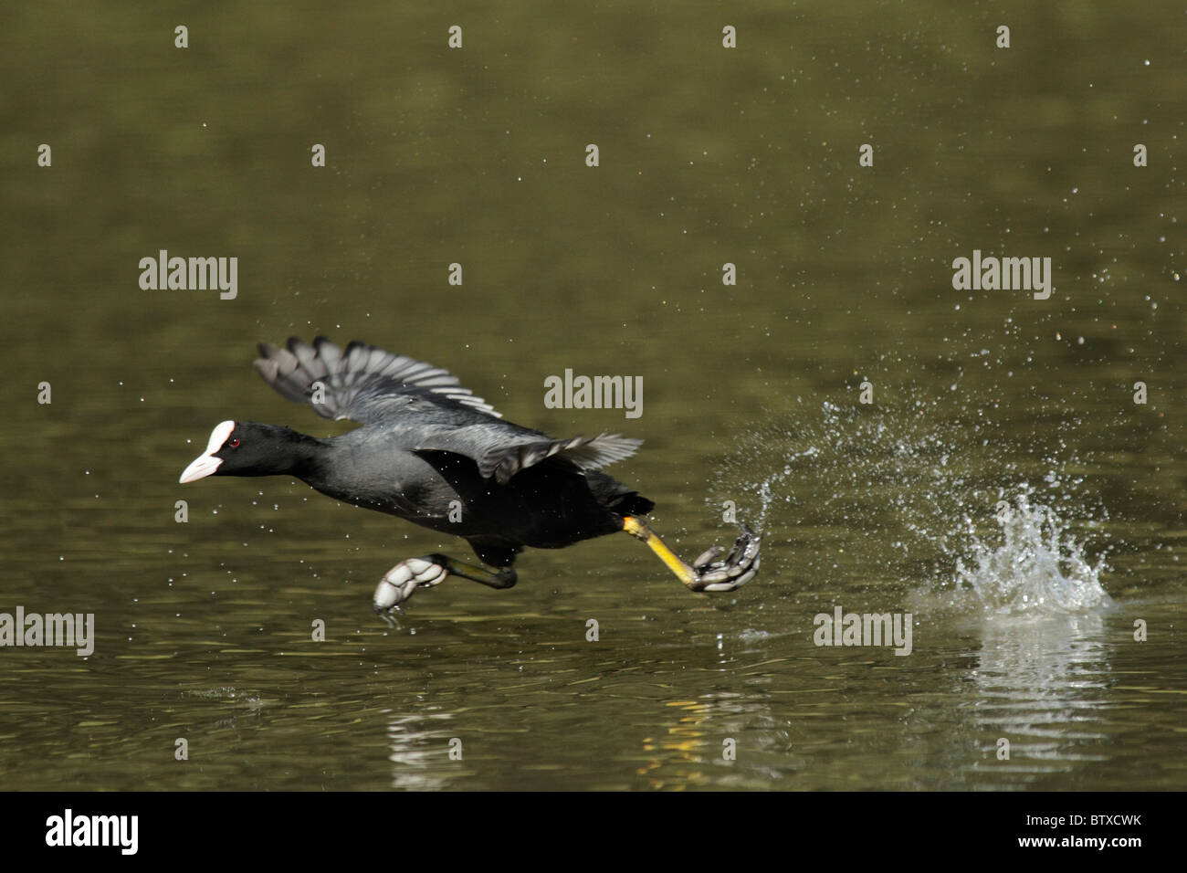 Birds running on the water hi-res stock photography and images - Alamy