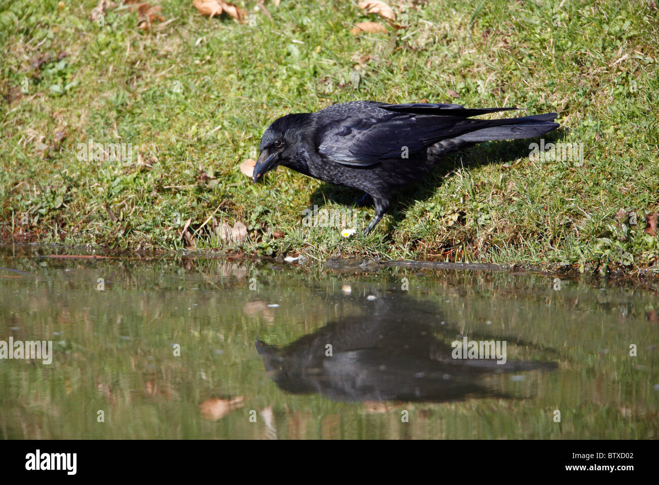 European crow hi-res stock photography and images - Alamy