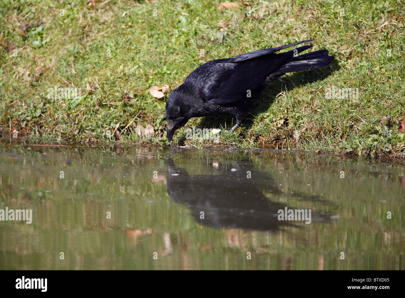 Crow drinking water hi-res stock photography and images - Alamy