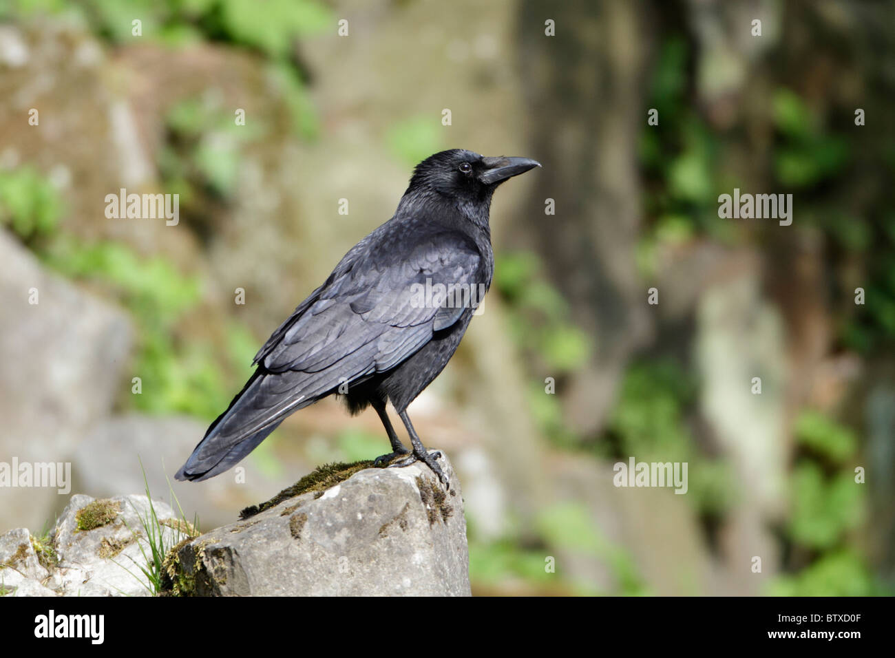 Perched crows hi-res stock photography and images - Alamy