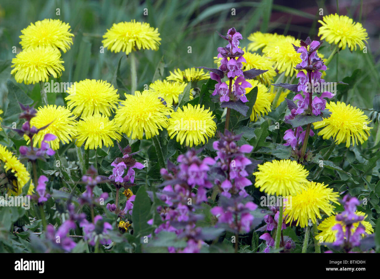 Yellow dead nettles hi-res stock photography and images - Alamy