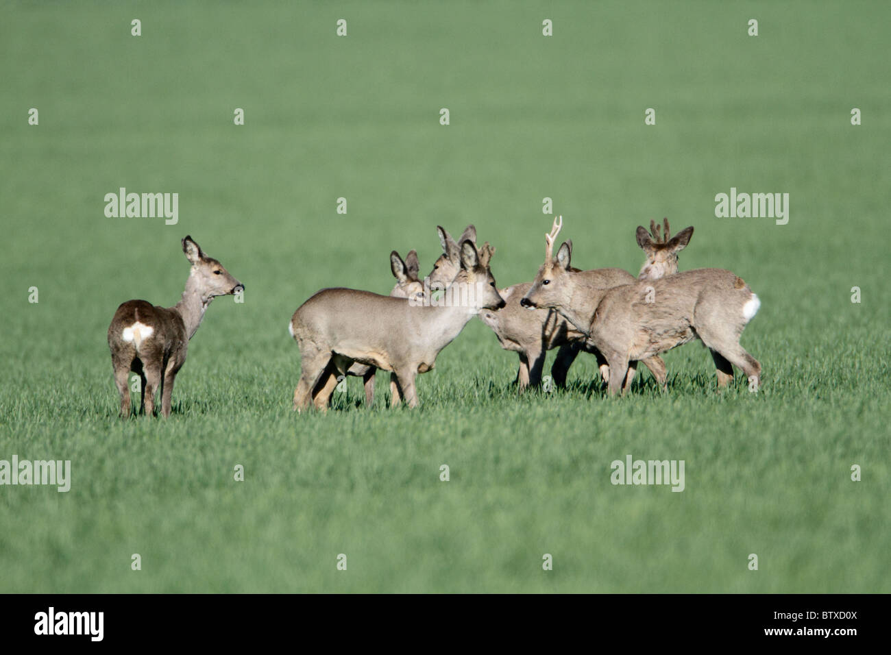 Roe Deer (Capreolus capreolus), herd on arable land, Germany Stock ...