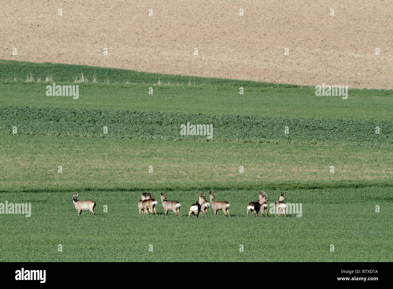 Roe Deer (Capreolus capreolus), herd on arable farmland, Germany Stock ...