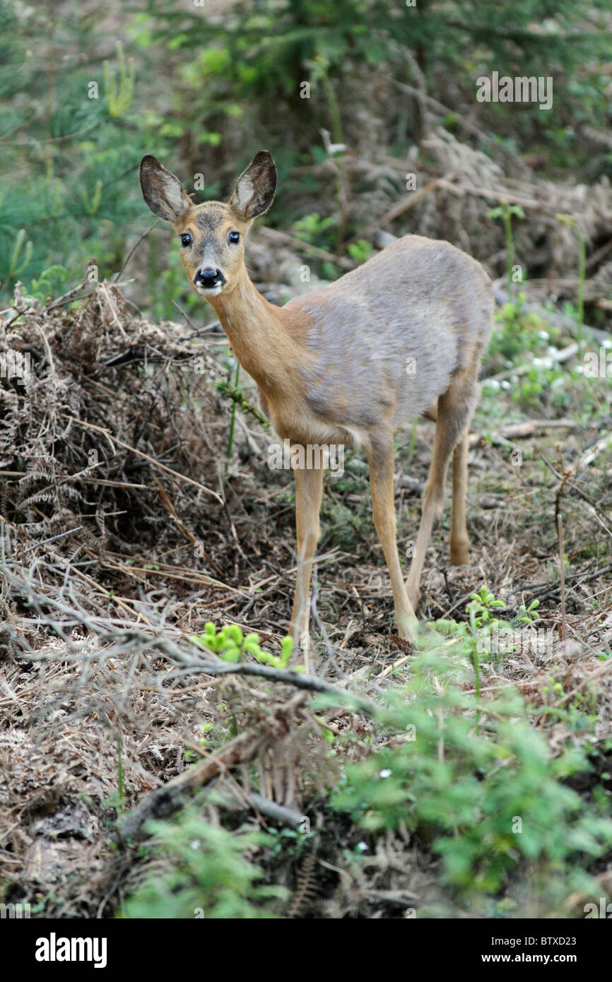 Roe Deer (Capreolus capreolus), doe in forest feeding on bramble leaves ...