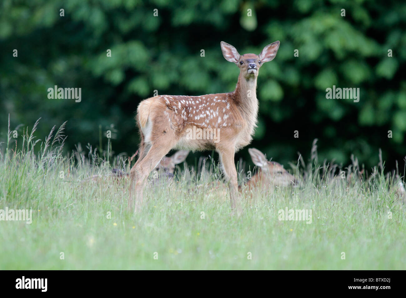 Baby red deer hi-res stock photography and images - Alamy