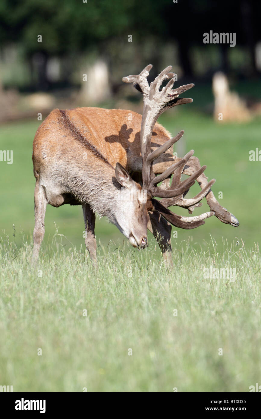 Stag leg hi-res stock photography and images - Alamy