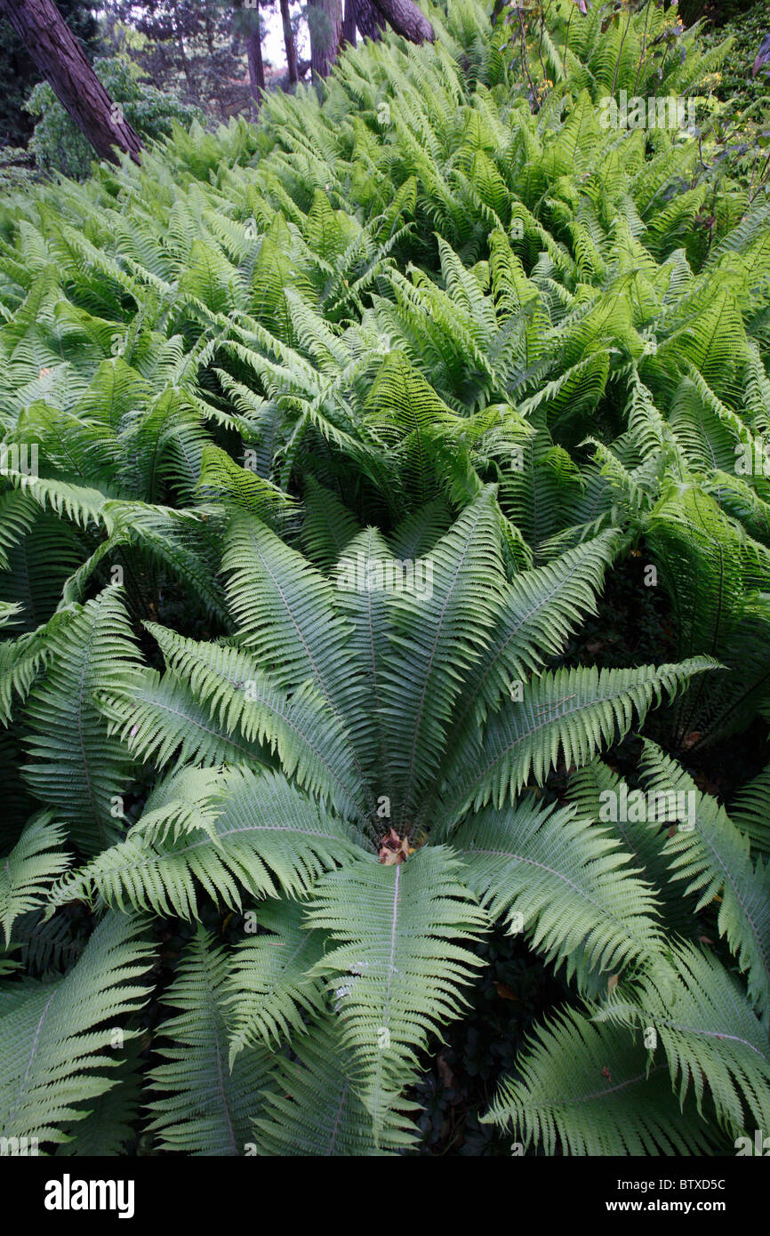 Tropical Ferns, in botanical garden, Germany Stock Photo - Alamy