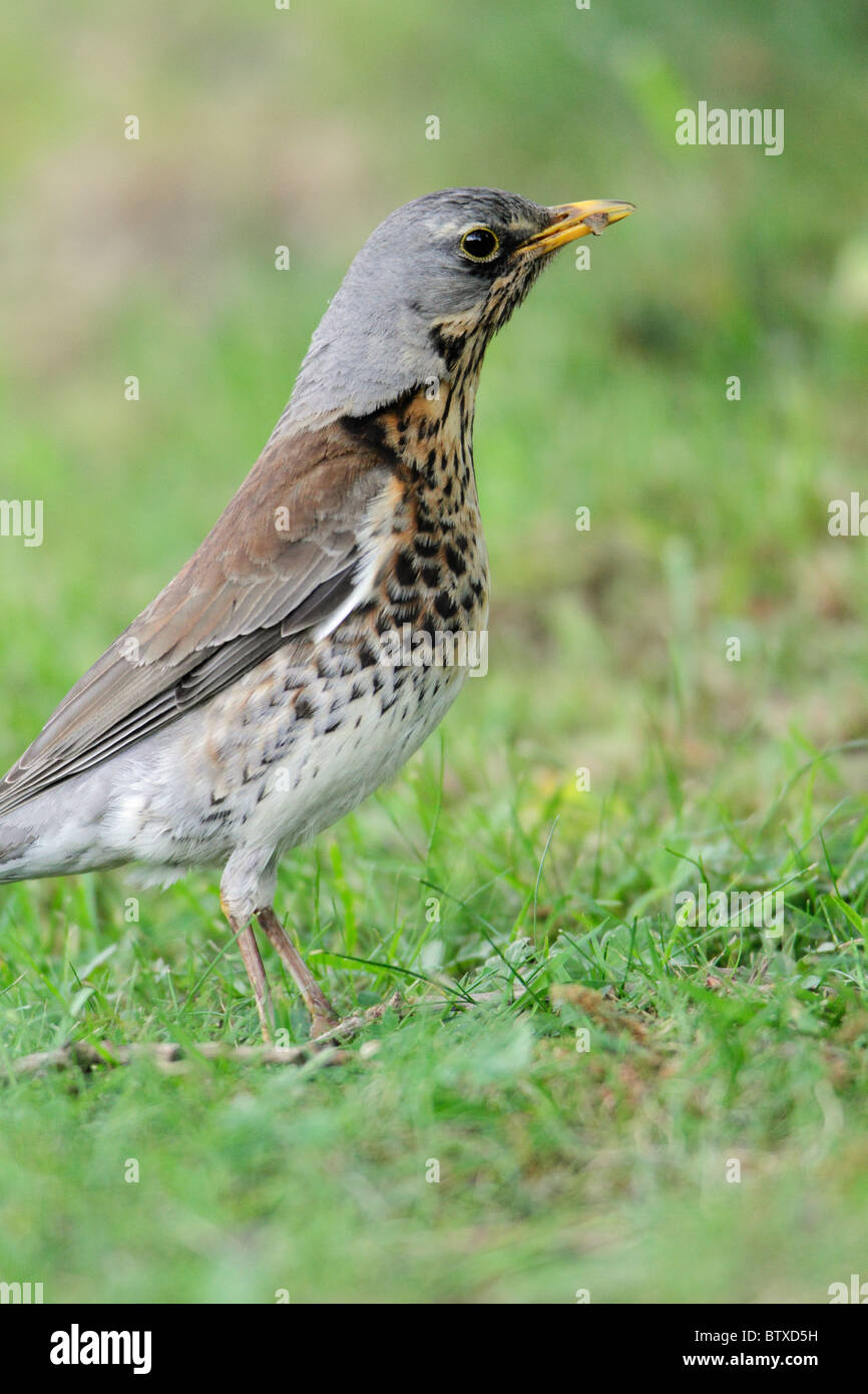 Ground foraging birds hi-res stock photography and images - Alamy