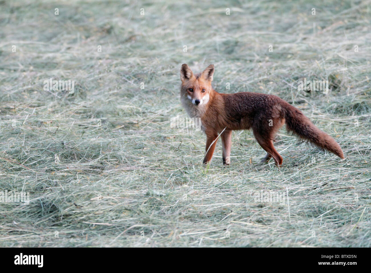 European Red Fox (Vulpes vulpes), on hay meadow, Germany Stock Photo ...
