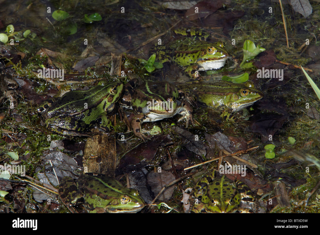 Marsh Frog (Rana ridibunda), several sunbathing at edge of lake ...