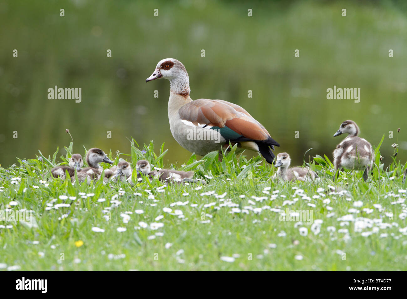 Baby egyptian geese hi-res stock photography and images - Alamy