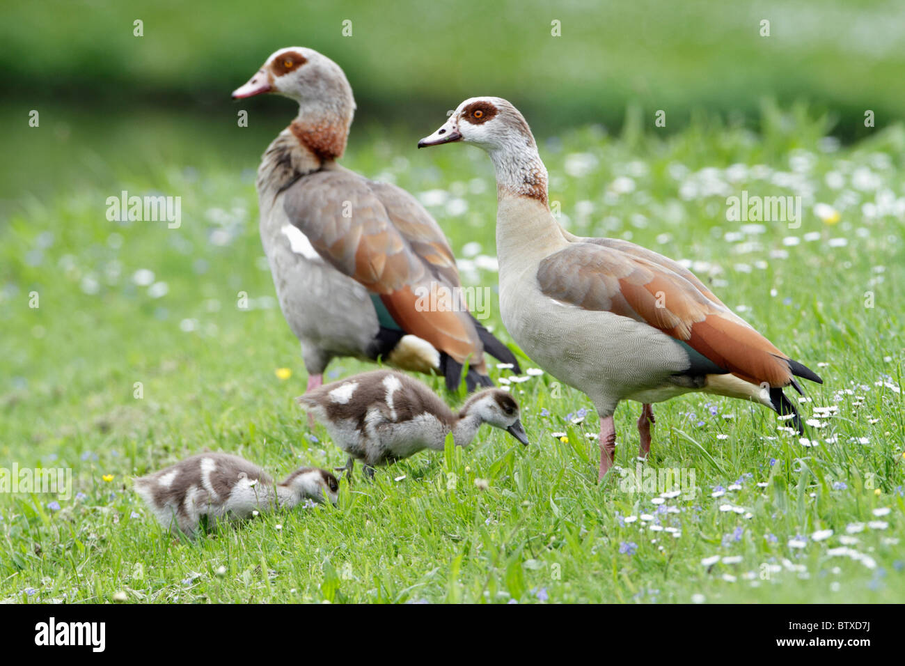 Baby egyptian geese hi-res stock photography and images - Alamy