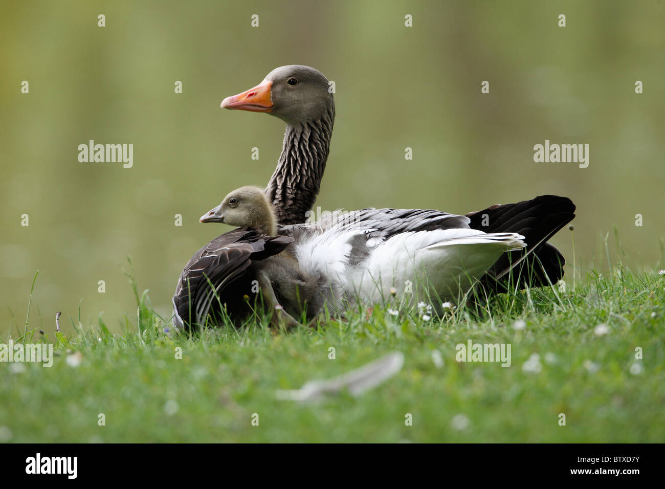 Greylag Goose (Anser anser), parent bird keeping gosling warm, Germany ...