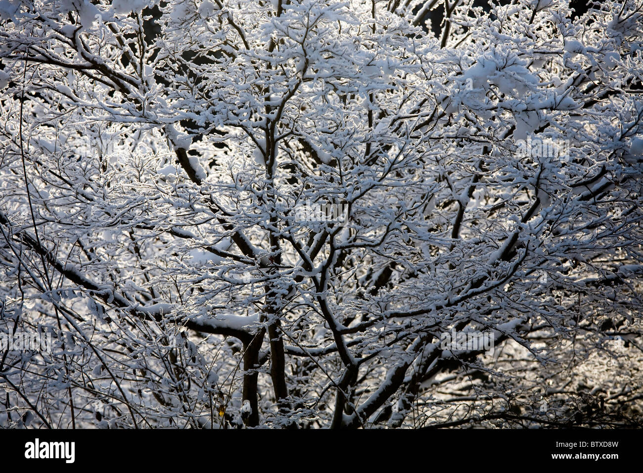 trees with snow Stock Photo - Alamy