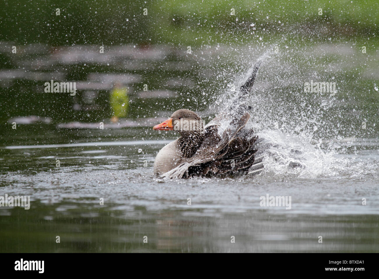 Greylag Goose (Anser anser), bird taking a bath in lake, Germany Stock ...