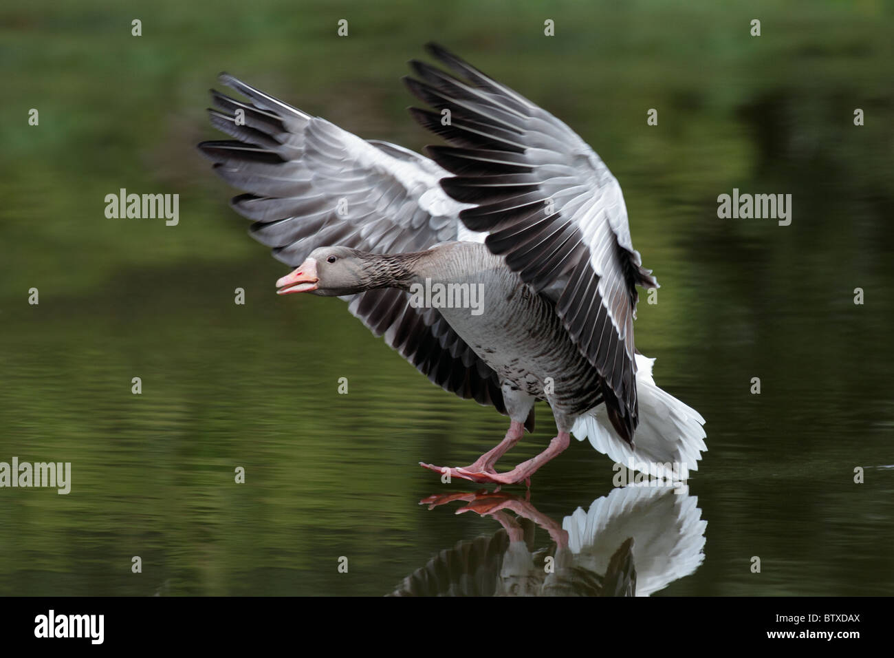 Greylag Goose (Anser anser), in flight landing on lake, Germany Stock ...