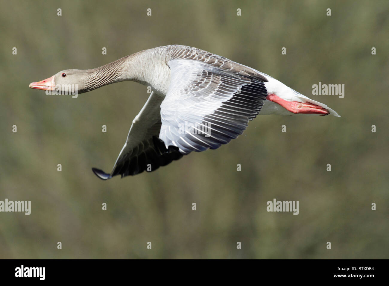 Greylag Goose (Anser anser), in flight, Germany Stock Photo - Alamy