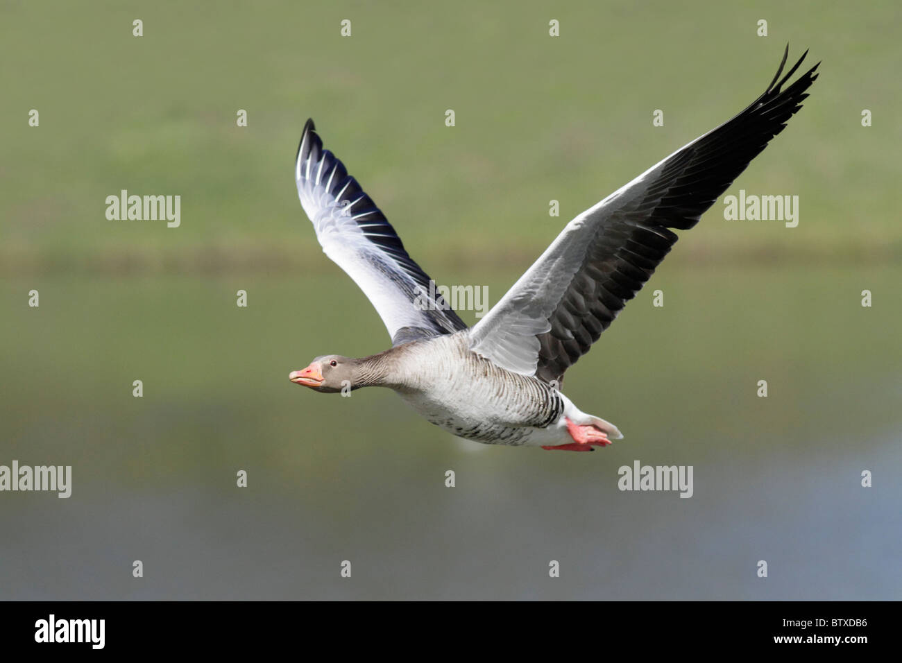 Greylag Goose (Anser anser), in flight, Germany Stock Photo - Alamy