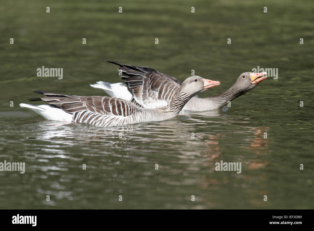 Greylag Goose (Anser anser), pair courtship displaying on lake, Germany ...