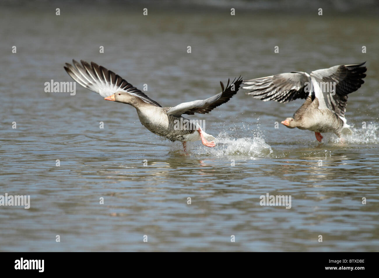 Greylag Goose (Anser anser), territorial gander chasing intruding ...