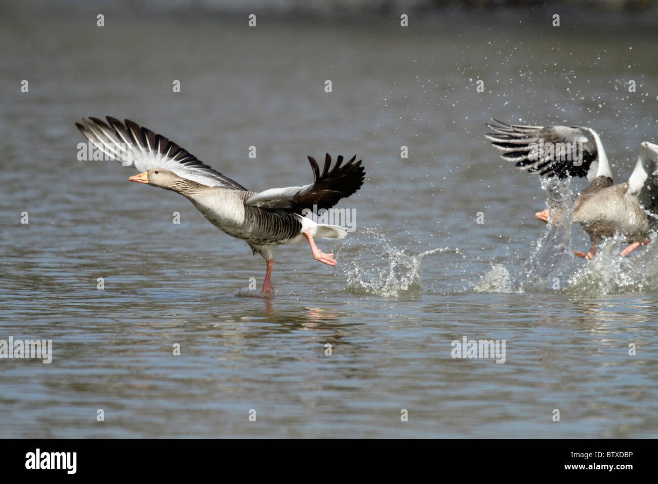 Intruding birds hi-res stock photography and images - Alamy