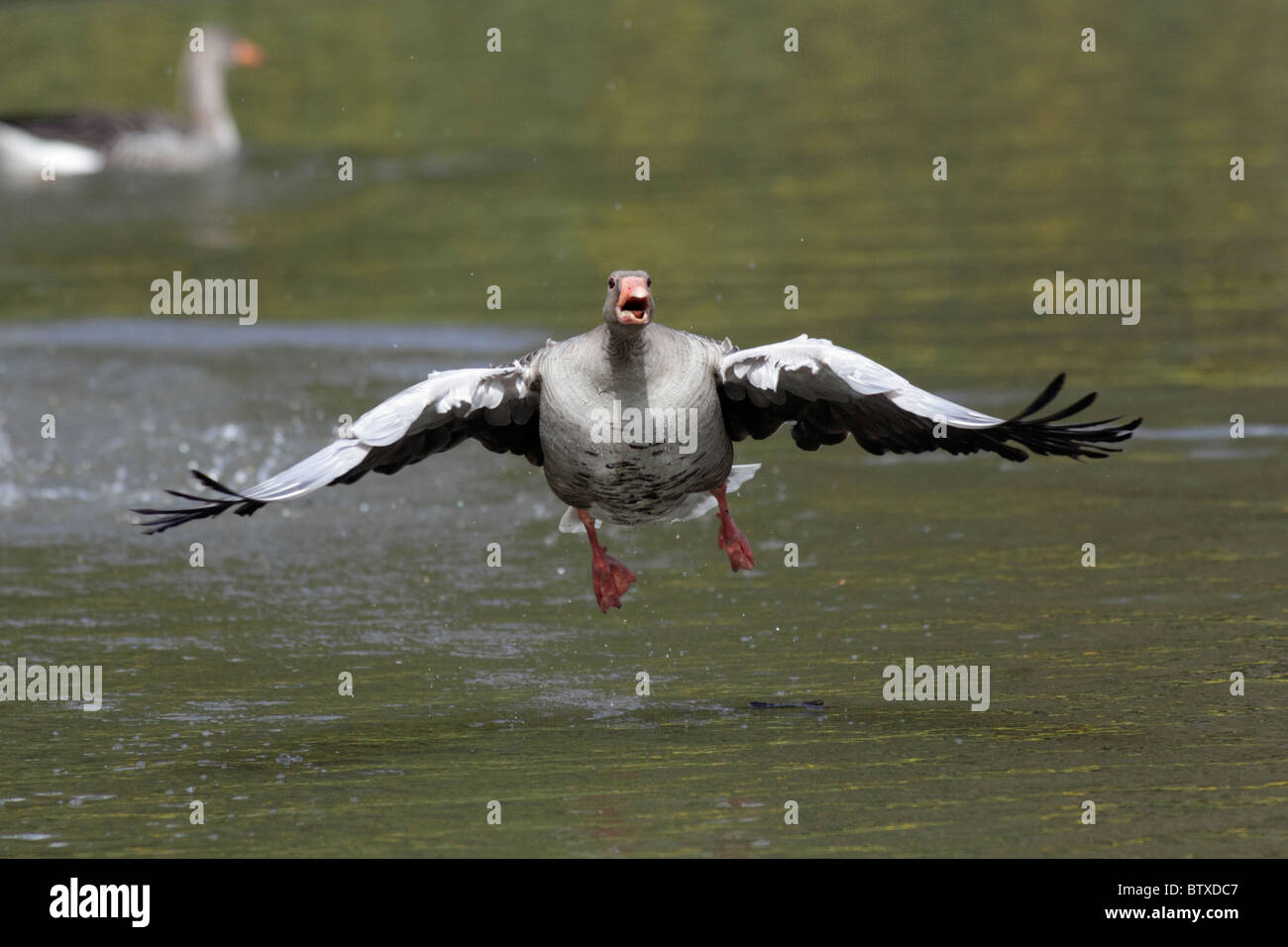 Greylag Goose (Anser anser), gander running across water surface ...