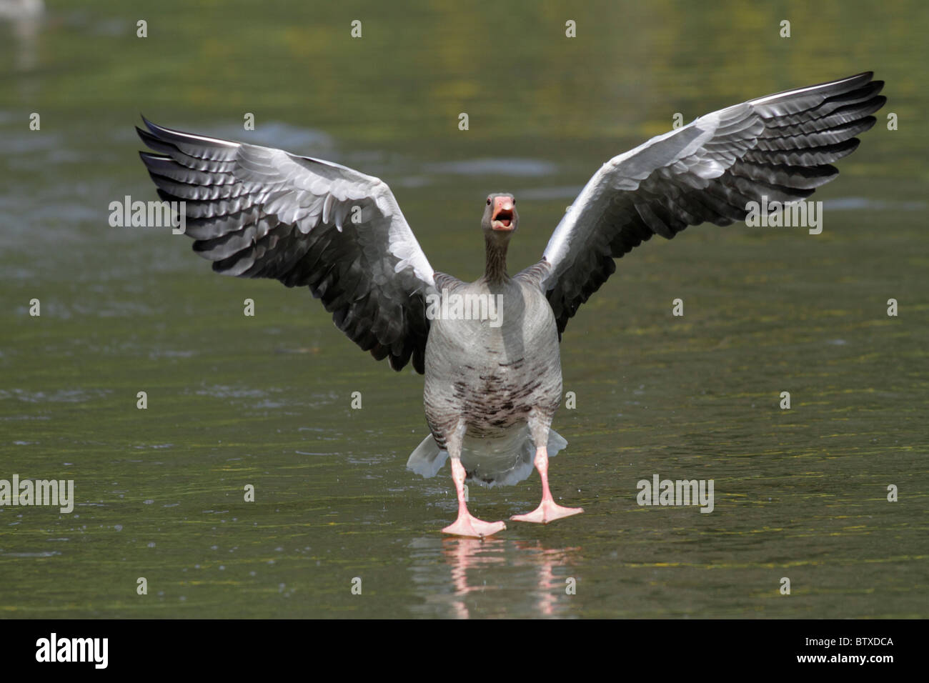 Greylag Goose (Anser anser), gander running across water surface ...
