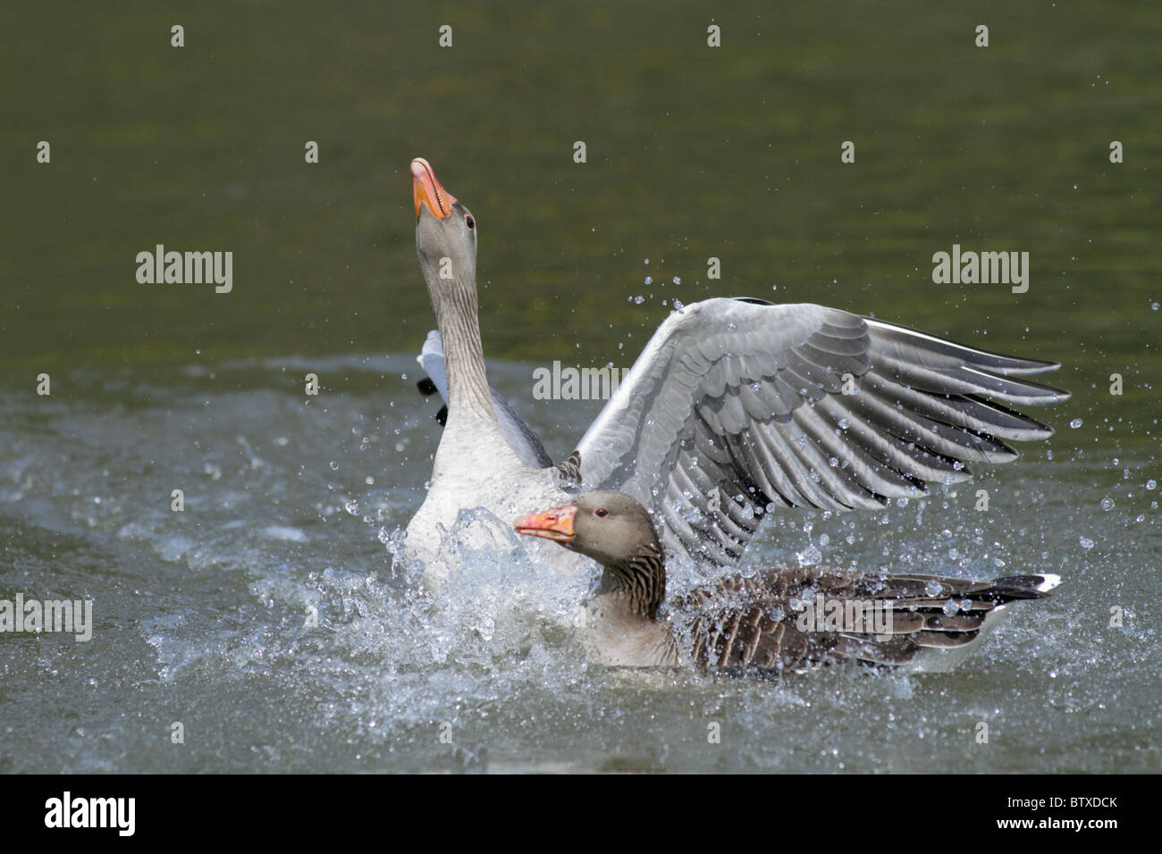 Greylag Goose (Anser anser), gander displaying excitedly to female ...