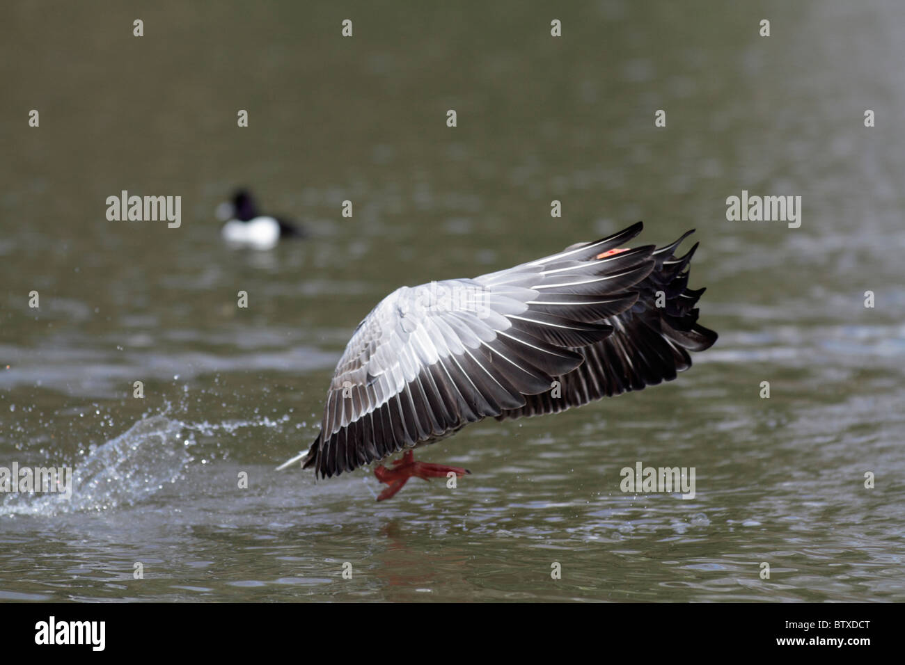 Greylag Goose (Anser anser), gander running across water surface ...