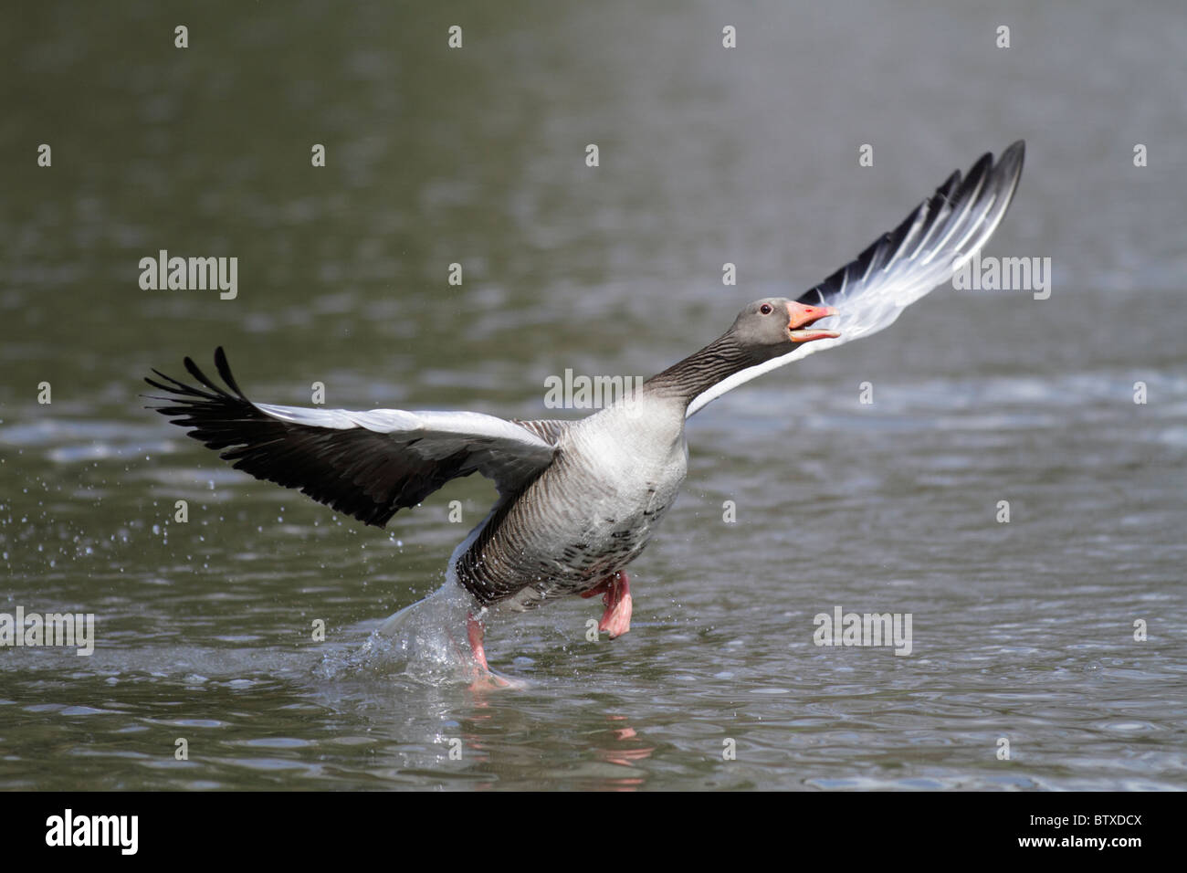 Greylag Goose (Anser anser), gander running across water surface ...