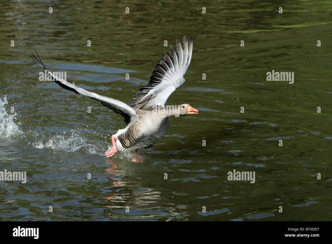 Greylag geese (anser anser) display hi-res stock photography and images ...