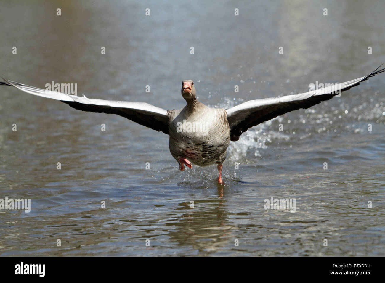 Greylag Goose (Anser anser), gander running across water surface ...