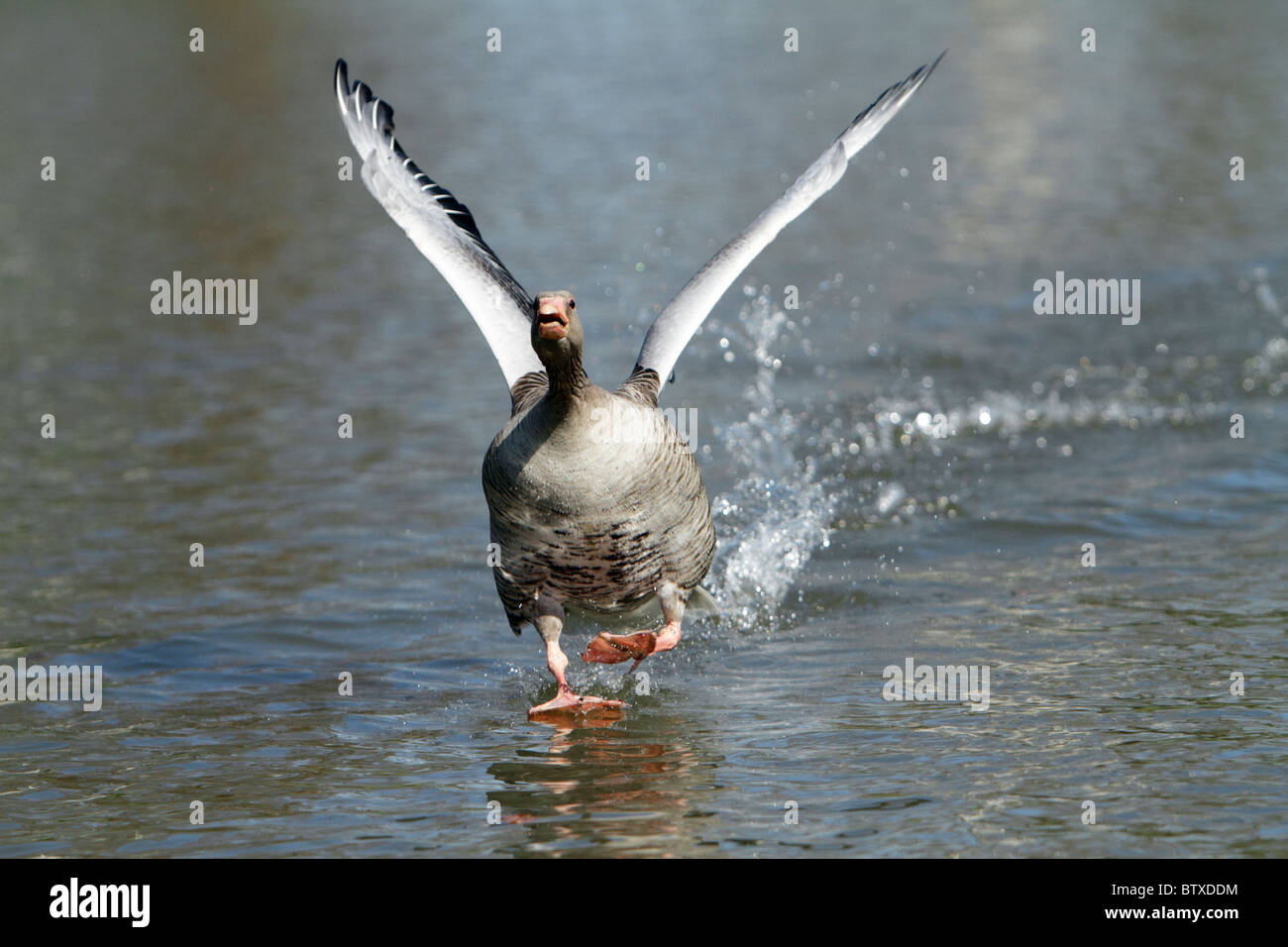 Greylag Goose (Anser anser), gander running across water surface ...