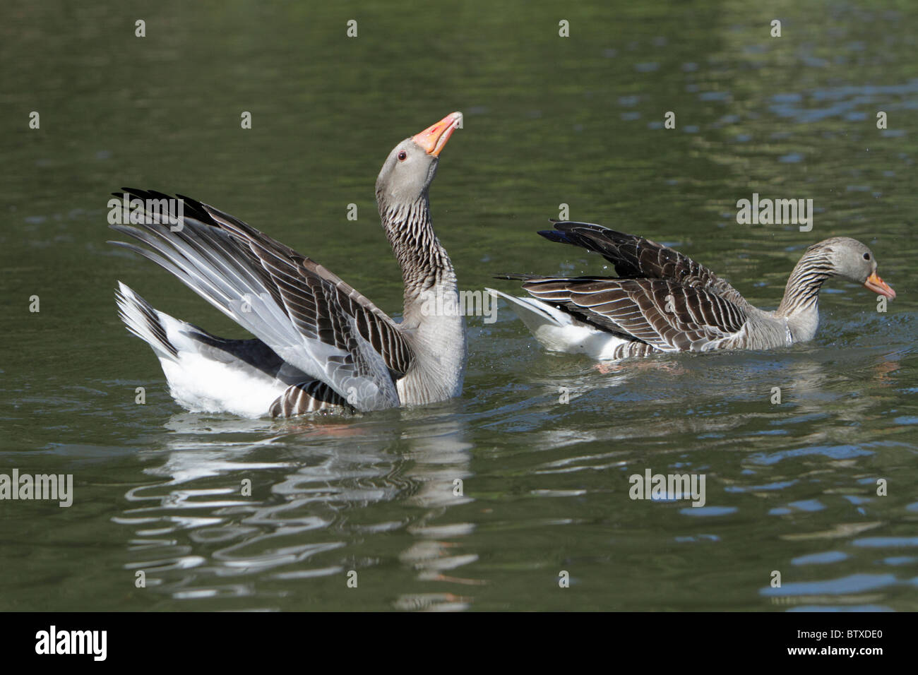 Greylag Goose (Anser anser), pair courtship displaying on lake, Germany ...