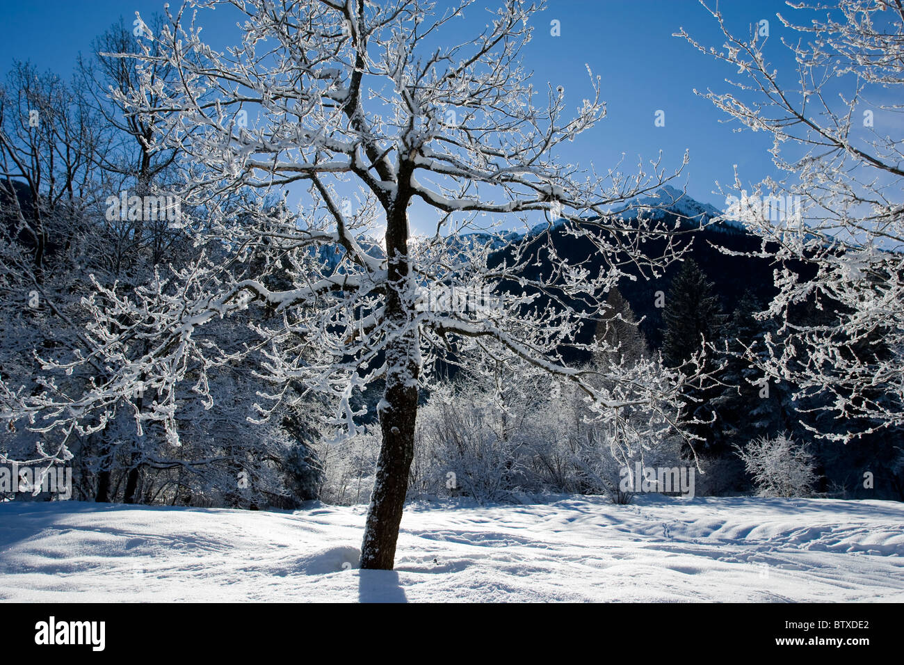 trees with snow Stock Photo - Alamy