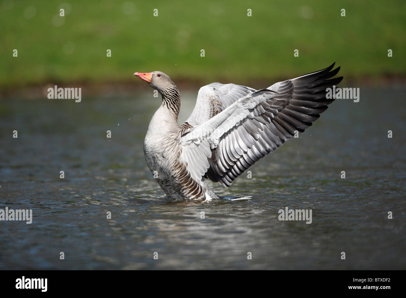 Greylag Goose (Anser anser), gander flapping wings on lake displaying ...