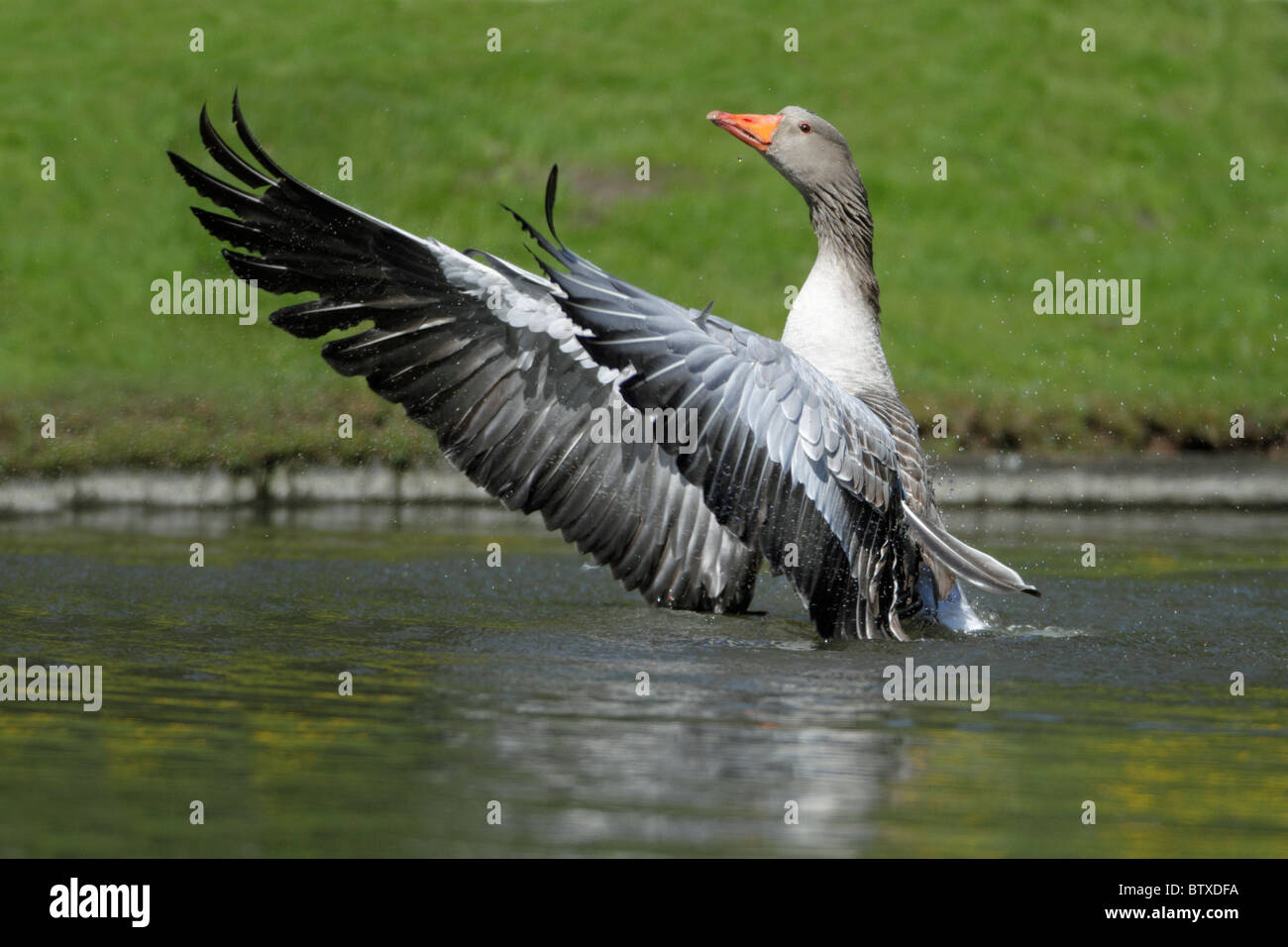 Greylag Goose (Anser anser), gander flapping wings on lake displaying ...