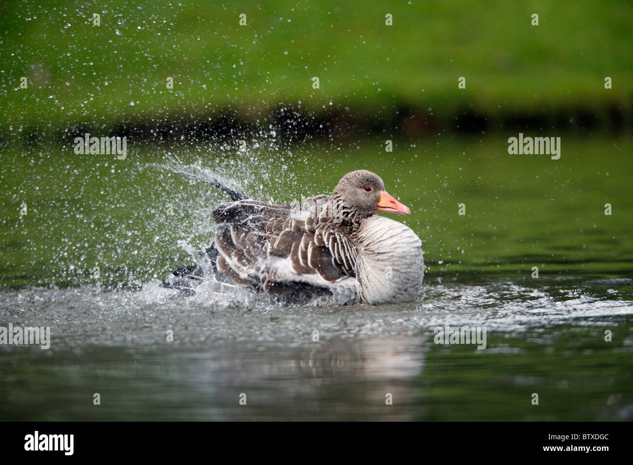 Greylag Goose (Anser anser), bird taking a bath in lake, Germany Stock ...