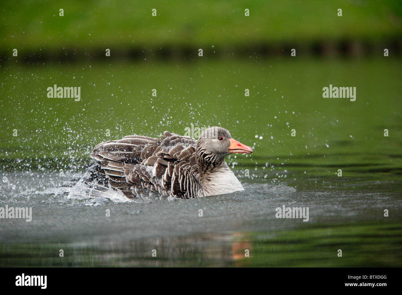 Greylag Goose (Anser anser), bird taking a bath in lake, Germany Stock ...
