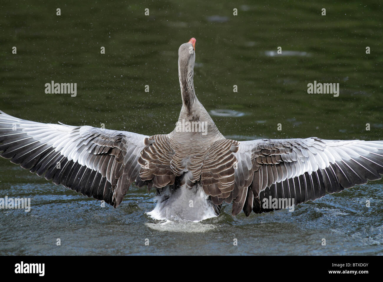 Breeding display birds hi-res stock photography and images - Alamy