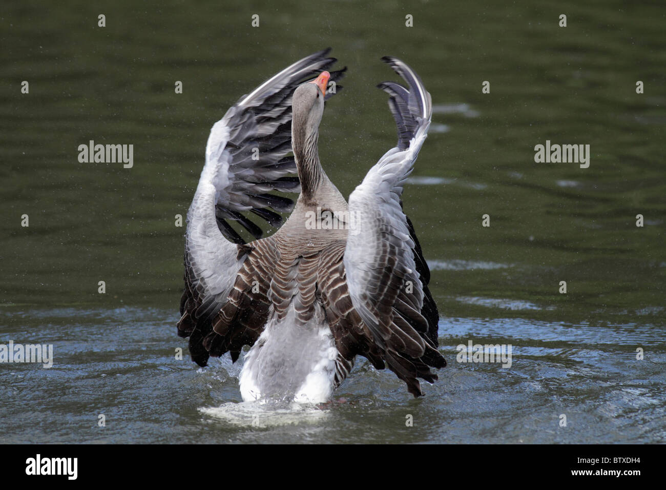Greylag Goose (Anser anser), gander flapping wings on lake displaying ...