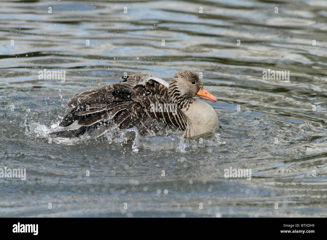 Greylag Goose (Anser anser), bird taking a bath in lake, Germany Stock ...