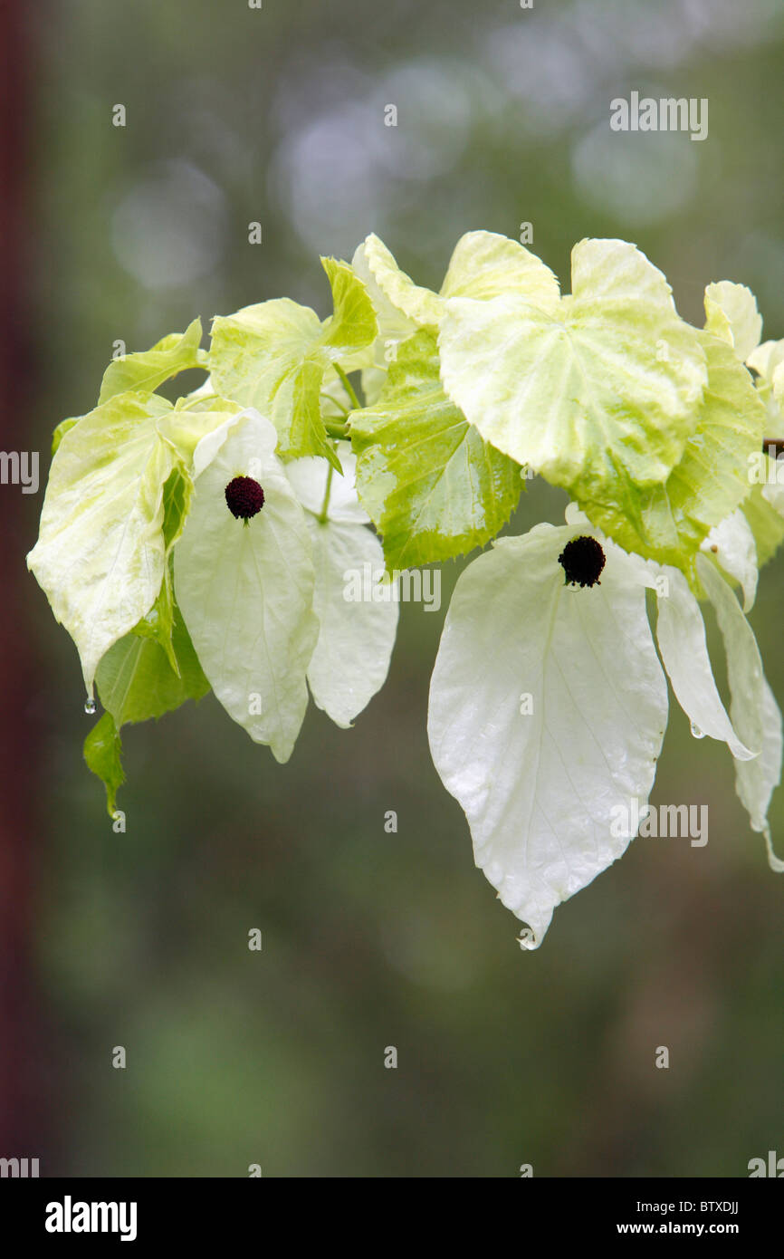 Davidia involucrata hi-res stock photography and images - Alamy